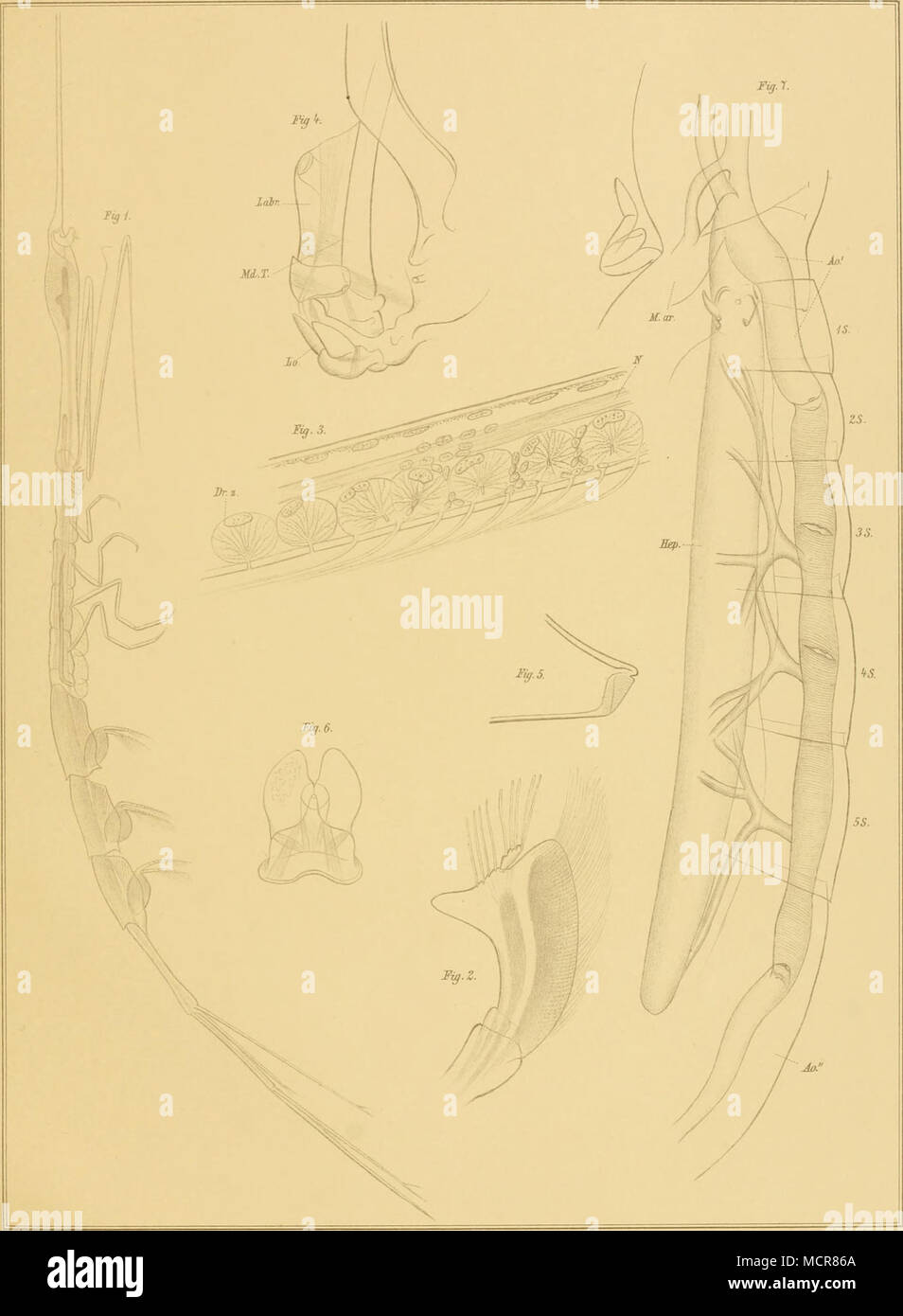 . Verlag von Alfred Holder k.k Hof-u Universitats-Buchhandlerin Wien ...