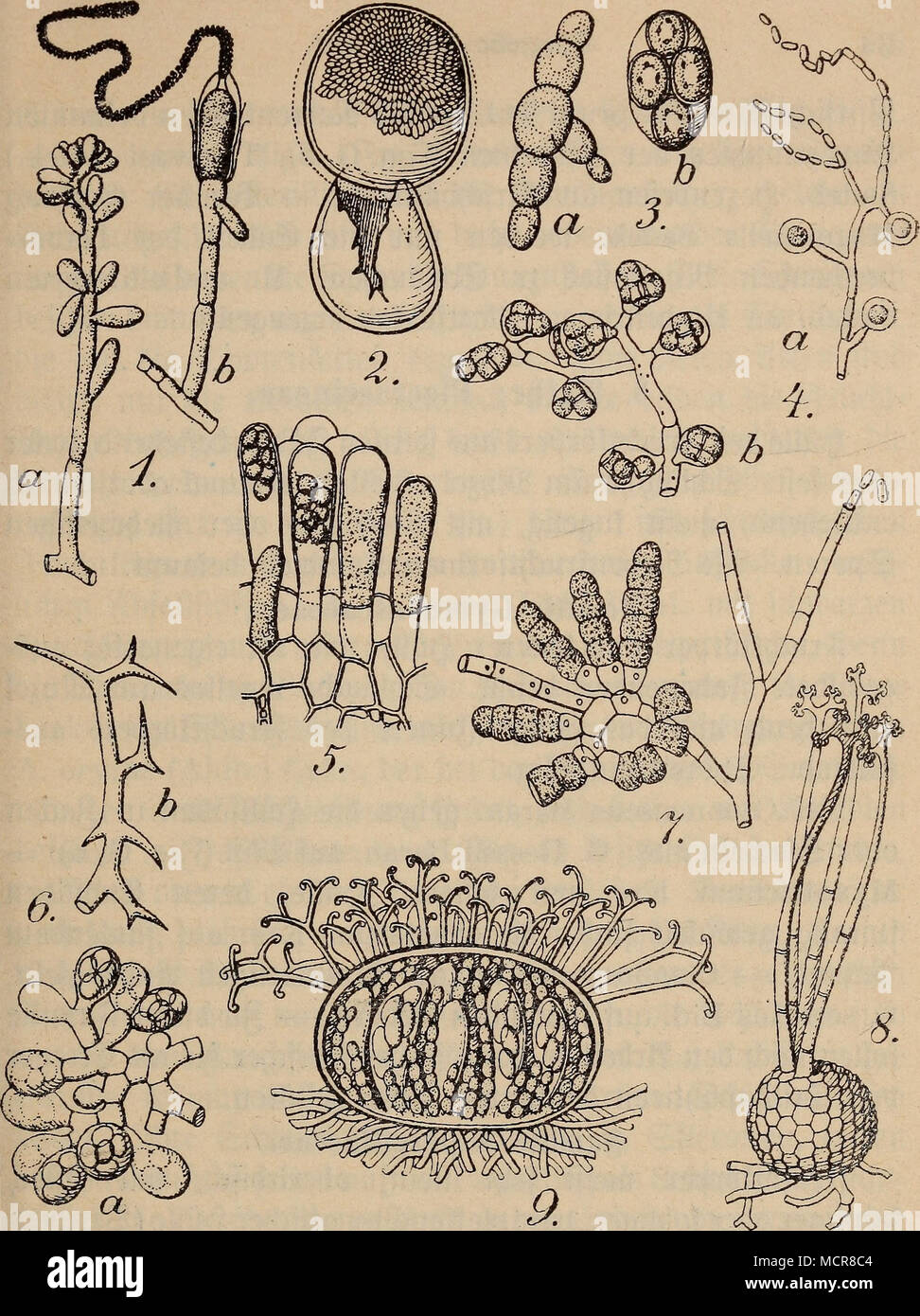 Ascoidea hi-res stock photography and images - Alamy