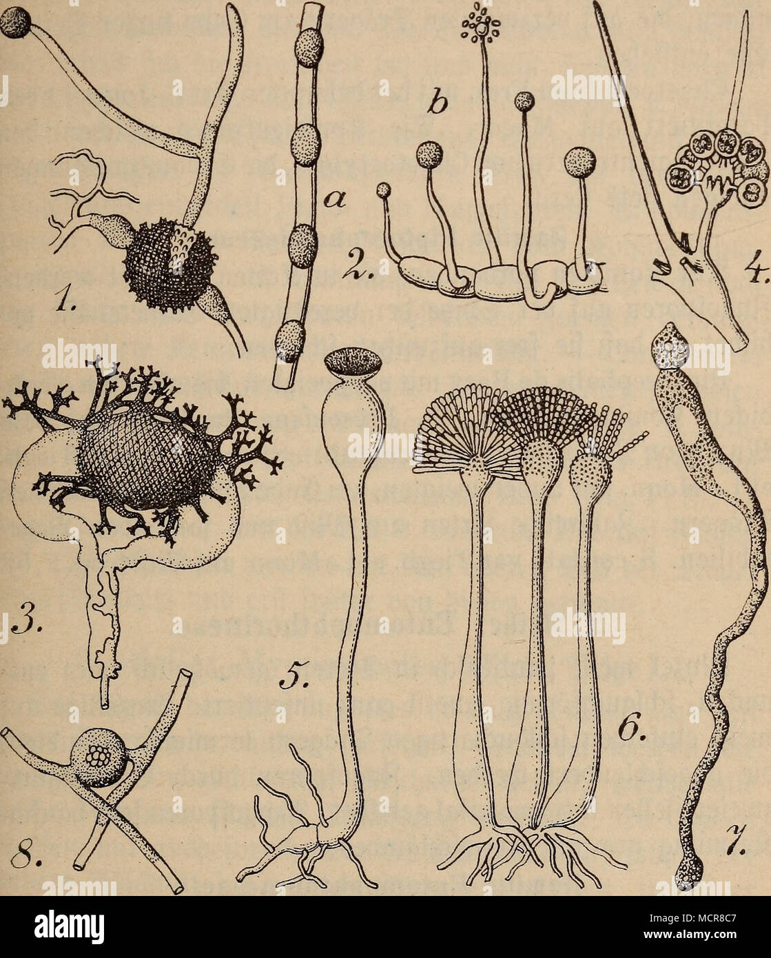 Phycomyces hi-res stock photography and images - Alamy