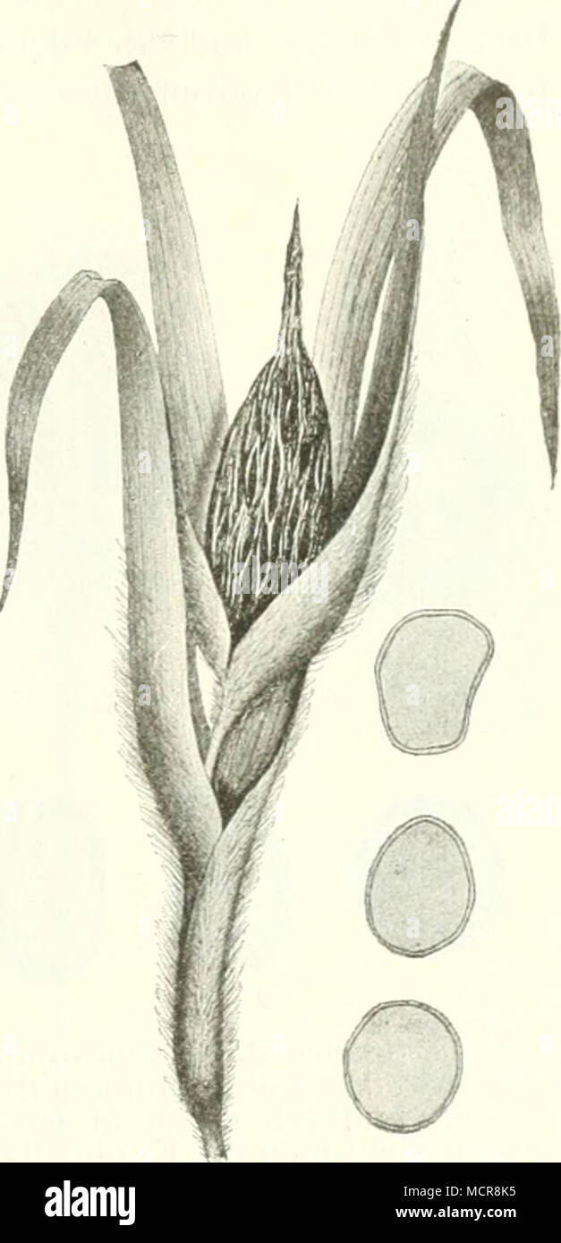 Sphacelotheca hi-res stock photography and images - Alamy