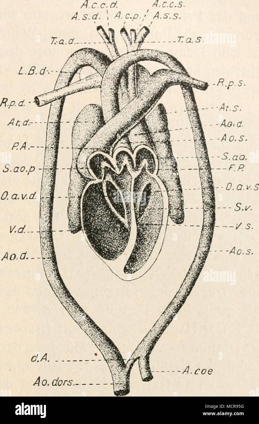. -Ao.s. /l-coe Fig. 13. Schema des Krokodilierherzens. Nach Greil. Ao ...