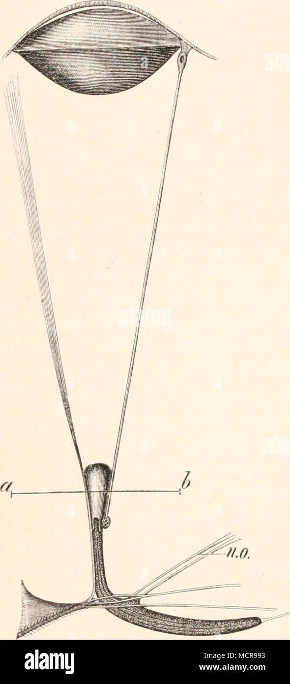 . Fig. 22. 1 1. c. S. 73 Stock Photo - Alamy