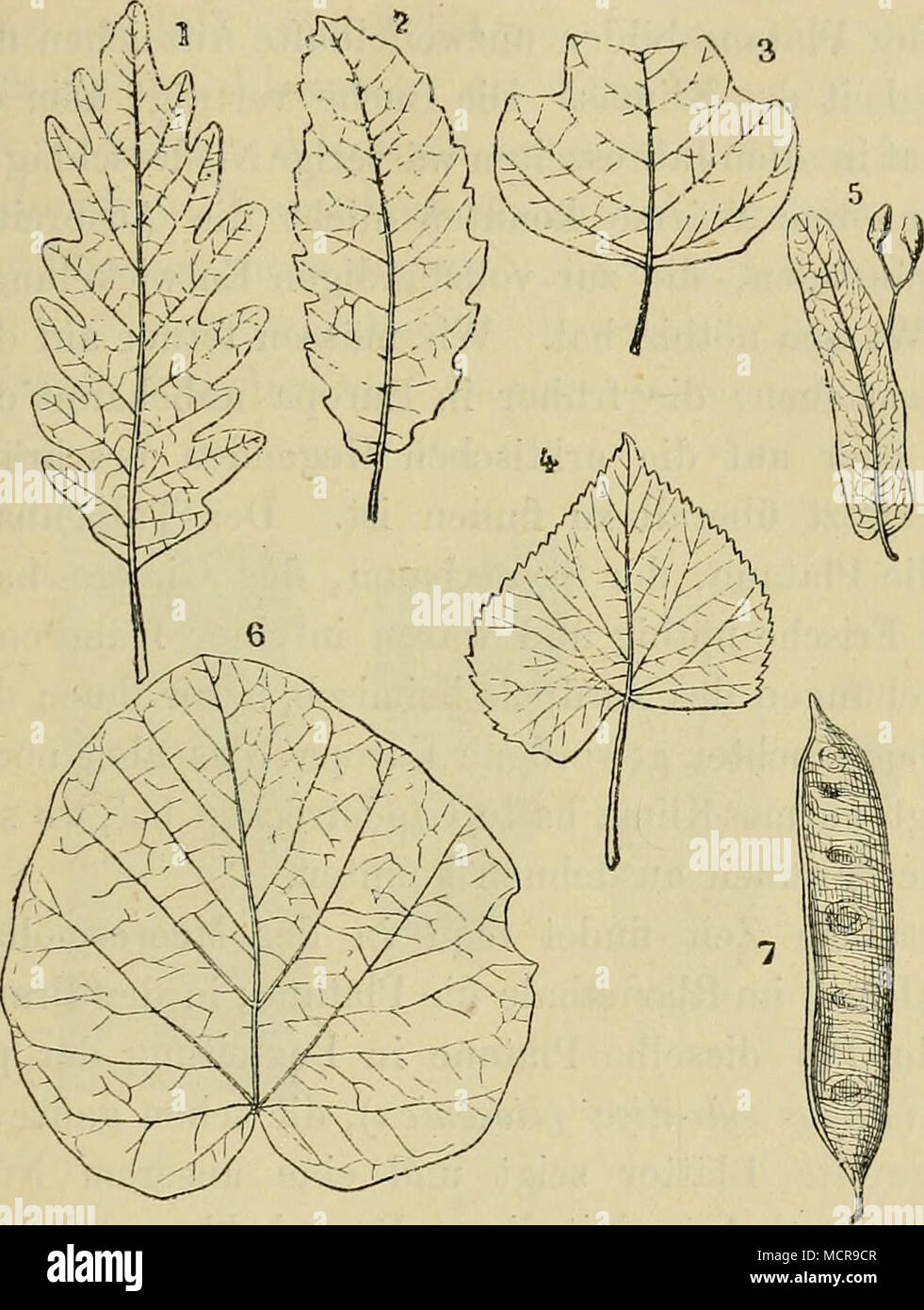 . Charakteristische mio-pliocene Arten von Senigaglia. 1. Quercus ...