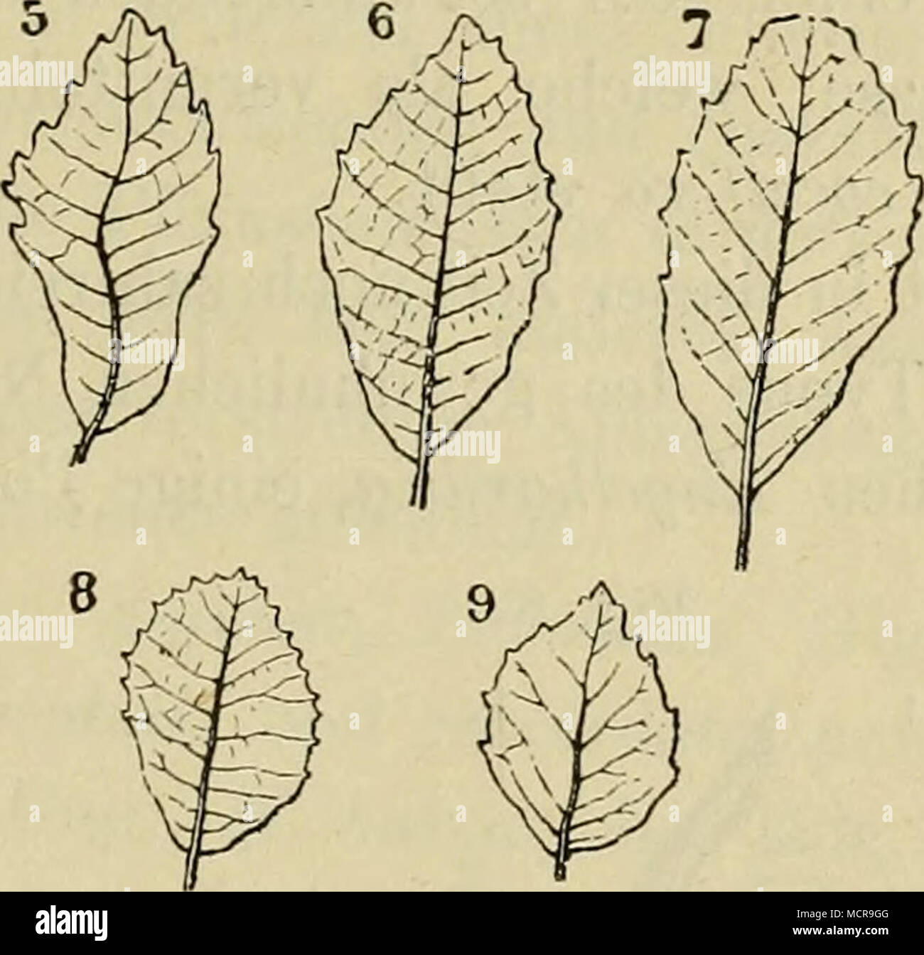 Quercus arten hi-res stock photography and images - Alamy