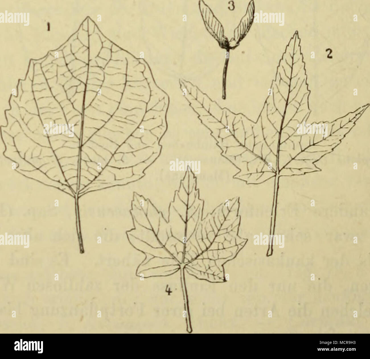 M sap hi-res stock photography and images - Alamy