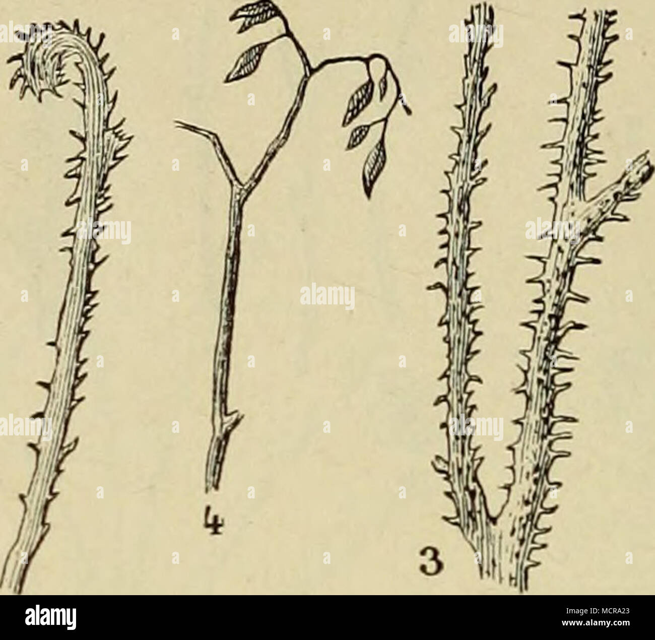 Cordaites hi-res stock photography and images - Alamy