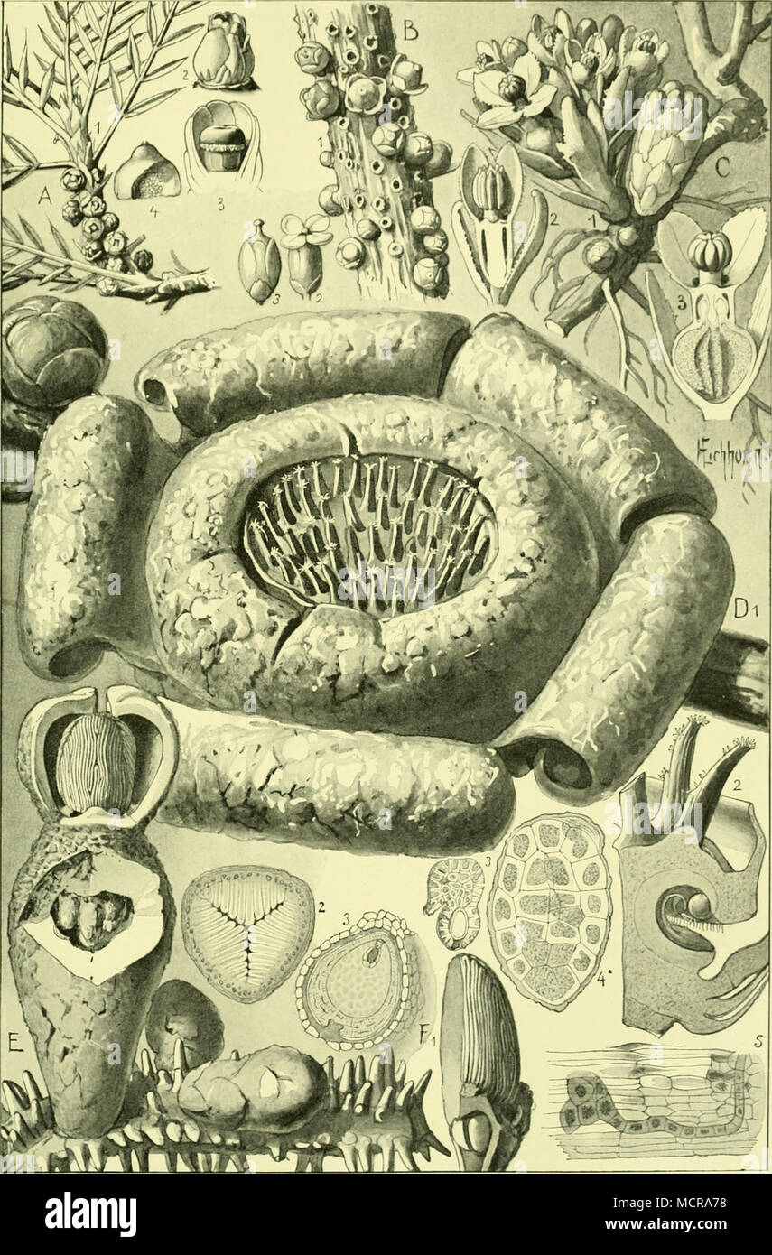 . SchmaroljerblumengeiDächfe (Rafflesiaceae) und Pilzblumengeroächfe ...