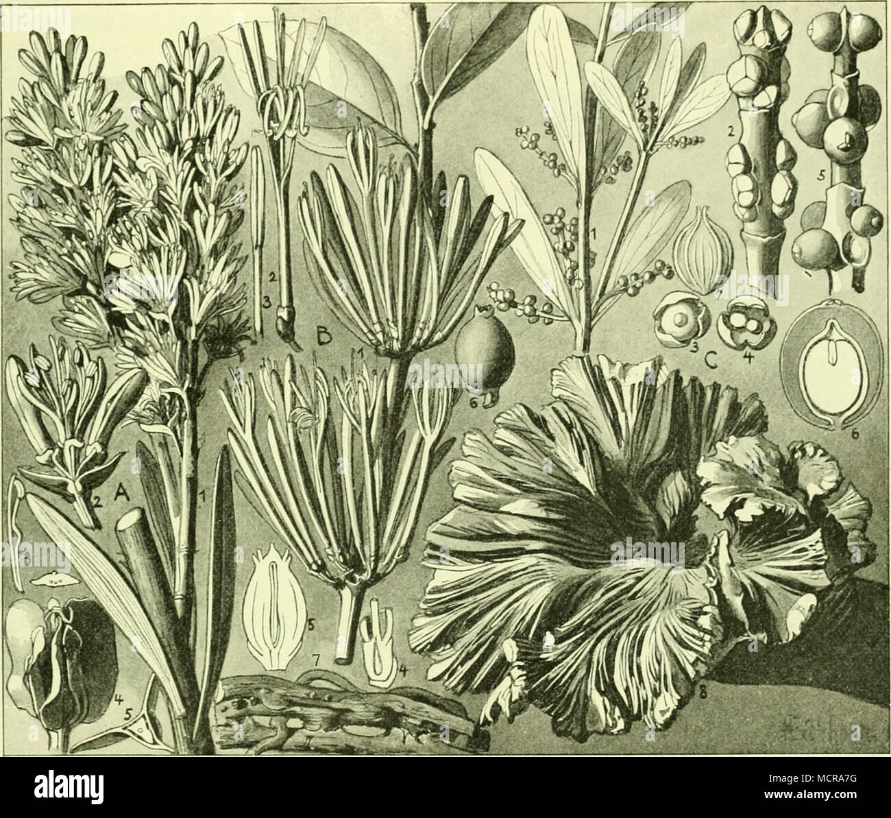 Phoradendron hi-res stock photography and images - Alamy