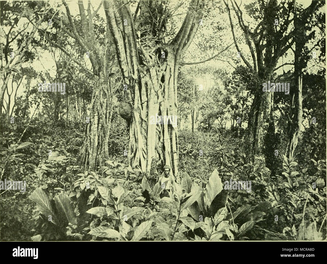 Urostigma hi-res stock photography and images - Alamy