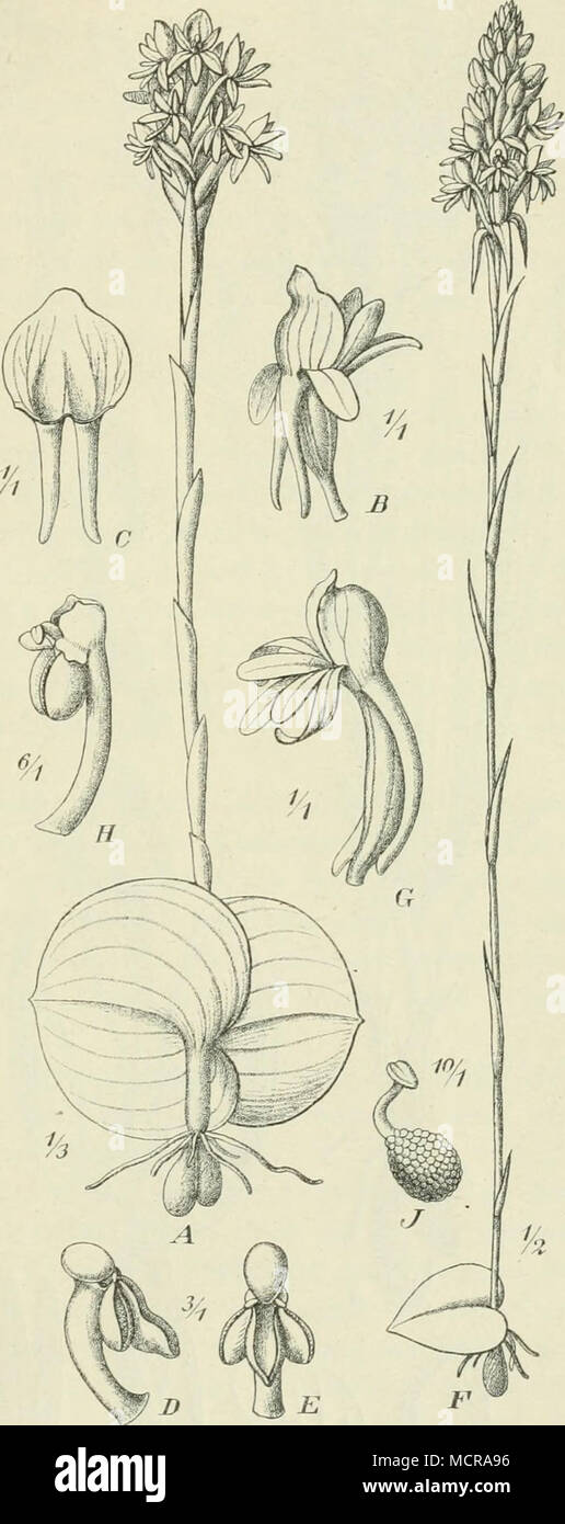 Tyrium hi-res stock photography and images - Alamy