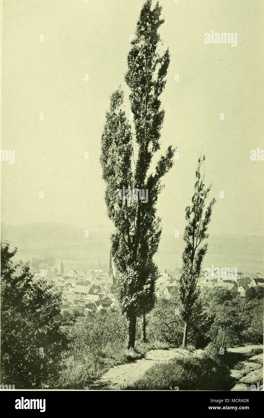 . b) Pyramidenpappel (Populus pyramidalis). Nach Photographie von B ...