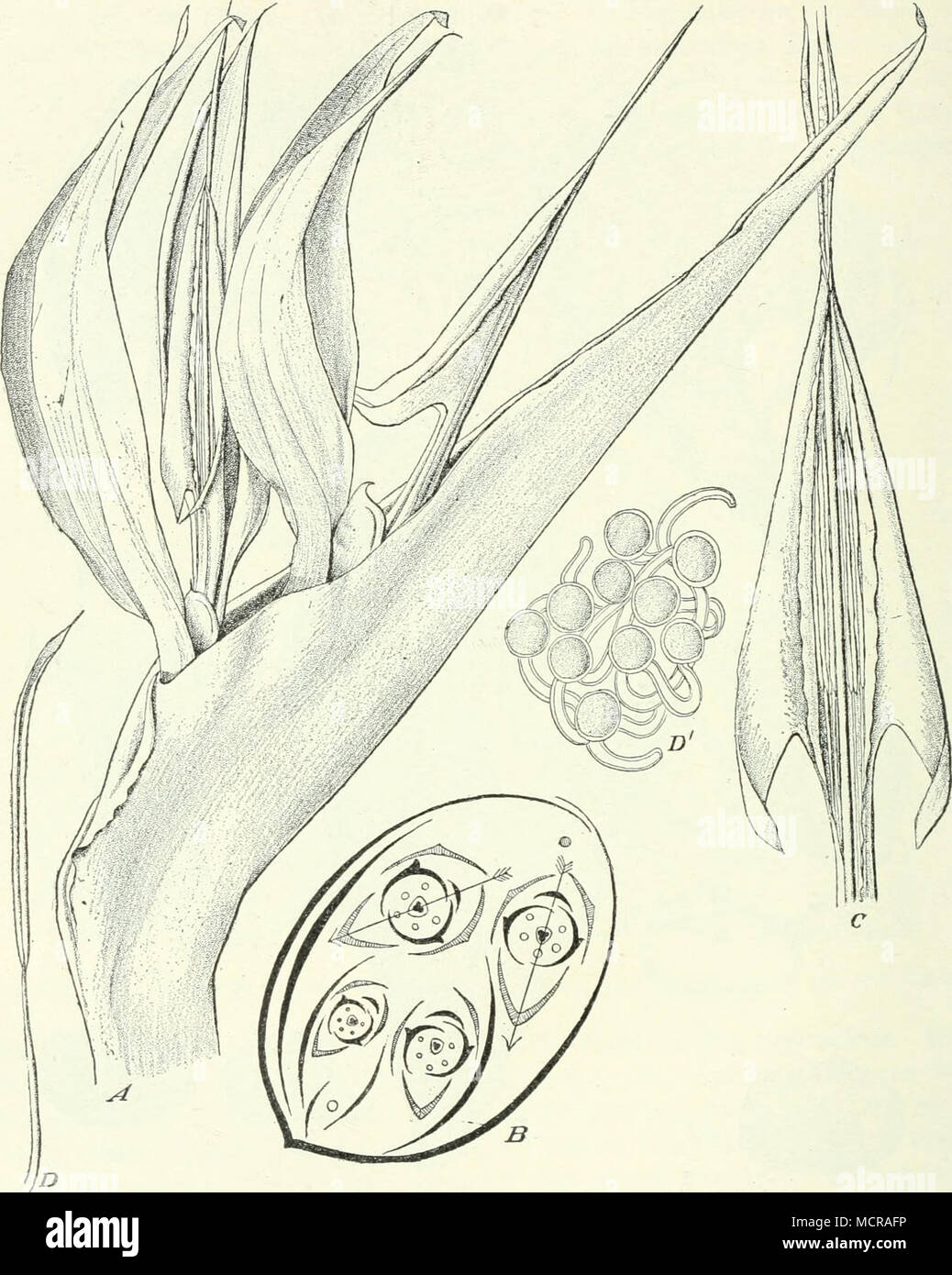 . Fig. 268. Strelitzia augusta Thunb. yi Blütenstand; ^ Diagramm ...
