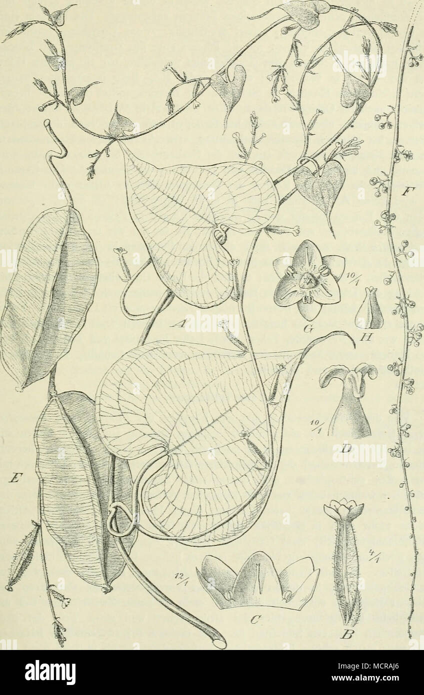 . Fig. 258. Dioscorea hylophila Harms. — Original Stock Photo - Alamy