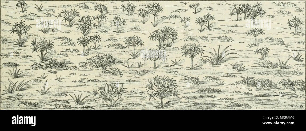 . Fig. 245. Skizze einer Formation von Brunswigia in der Pfanne Bonche ...