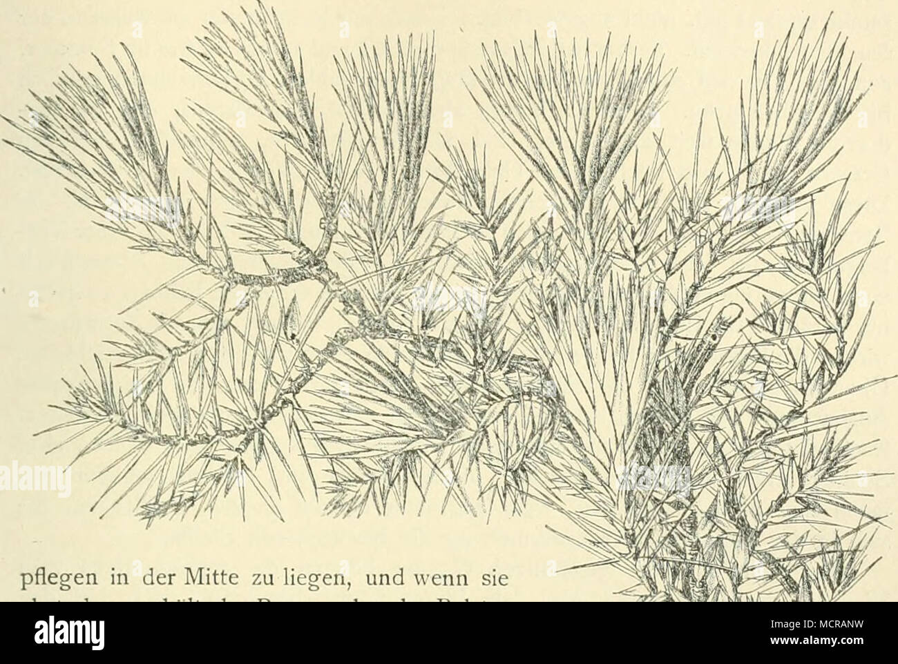 . pflegen in der Mitte zu liegen, und wenn sie absterben, erhalt der ...