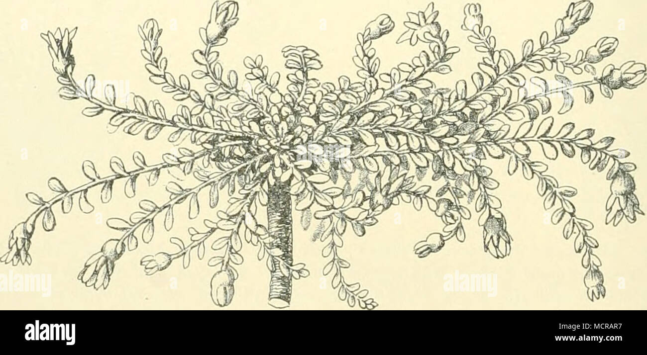 Uray hi-res stock photography and images - Alamy