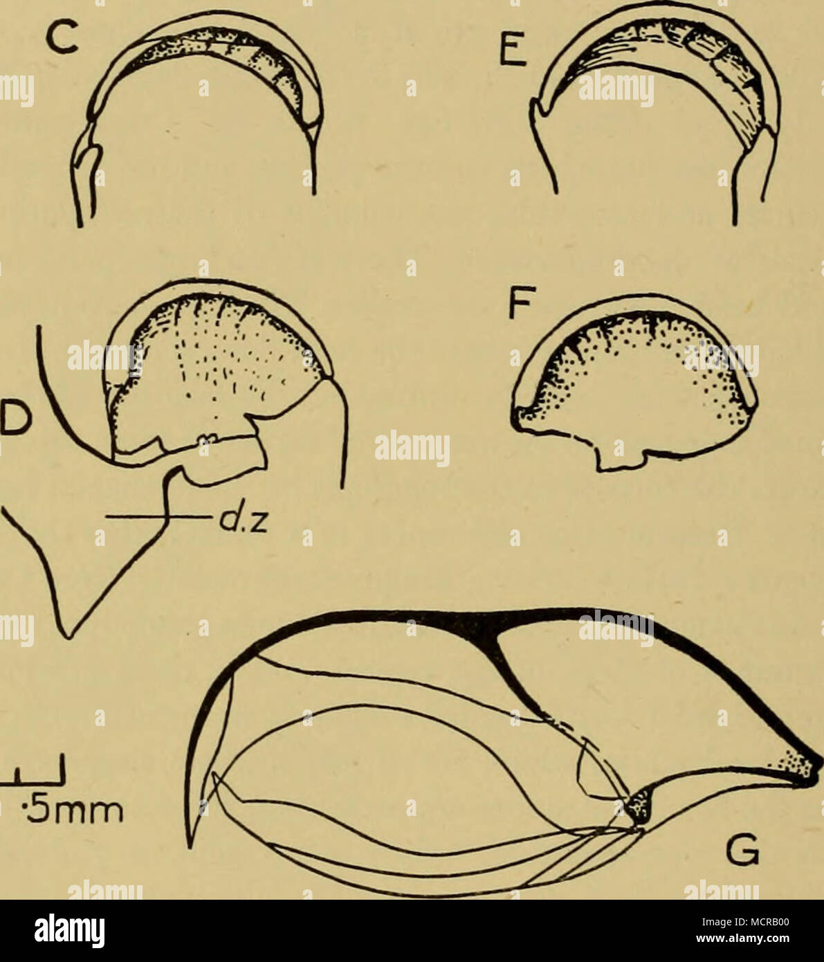 . I 1 I . I l I 0 •5mm Fig. 45. A, B. Camptoplites bicornis var. magna ...