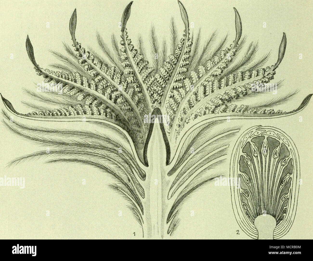 Cycadeoidea hi-res stock photography and images - Alamy