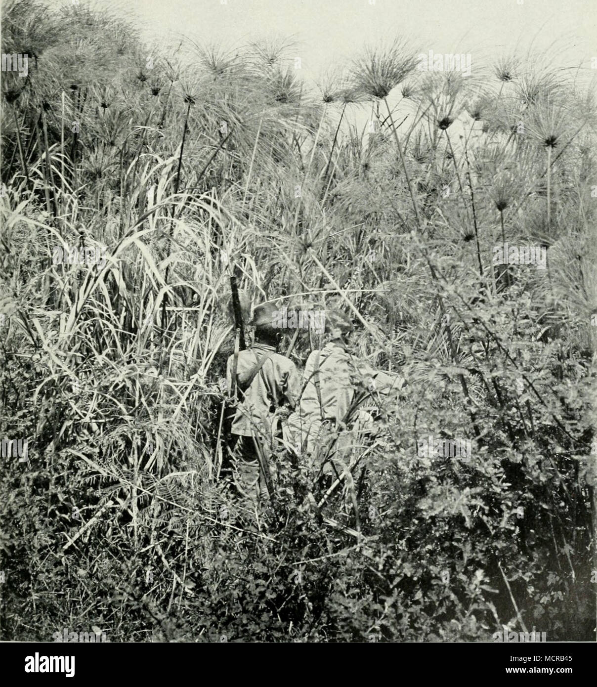 Papyrus plants lake victoria hi-res stock photography and images - Alamy
