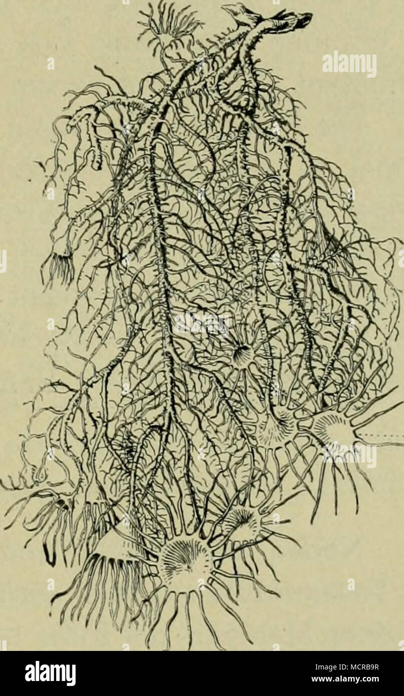 . F'g- 99- Usnea barbata. Bartflechte. Bei F mit Fruchtkörpern. Verkl ...