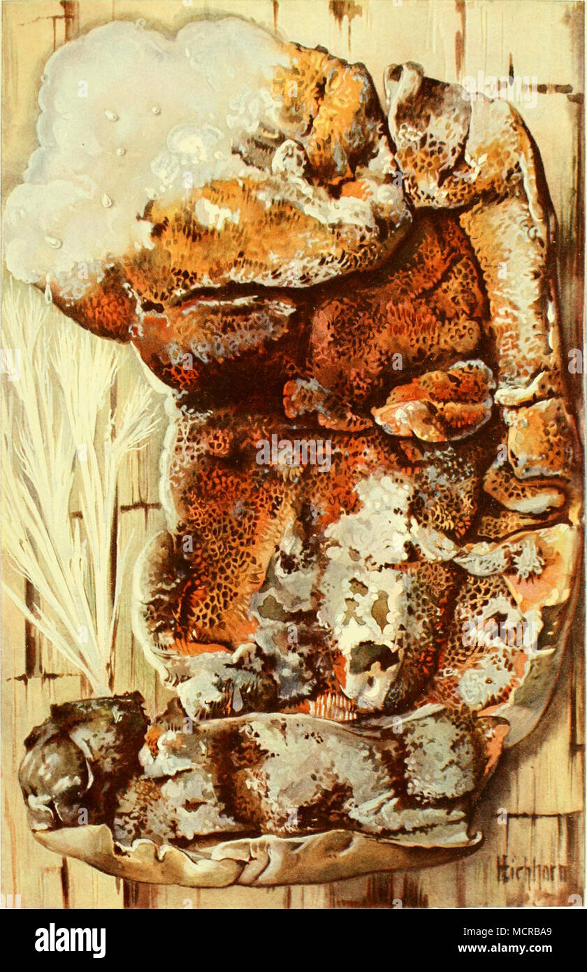 Merulius lacrymans hi-res stock photography and images - Alamy