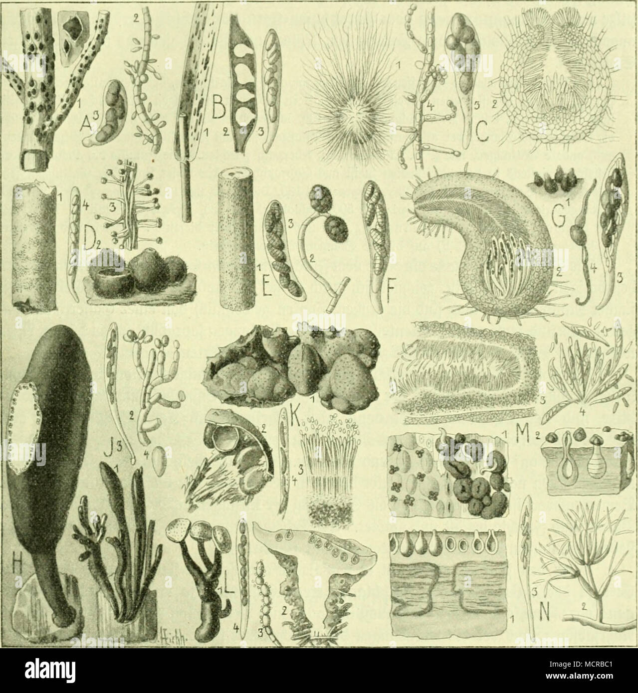 Phyllachora hi-res stock photography and images - Alamy