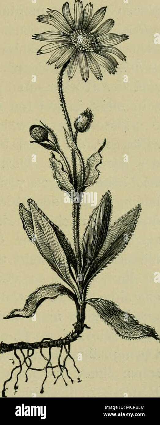 Importance in botanical literature hi-res stock photography and images ...