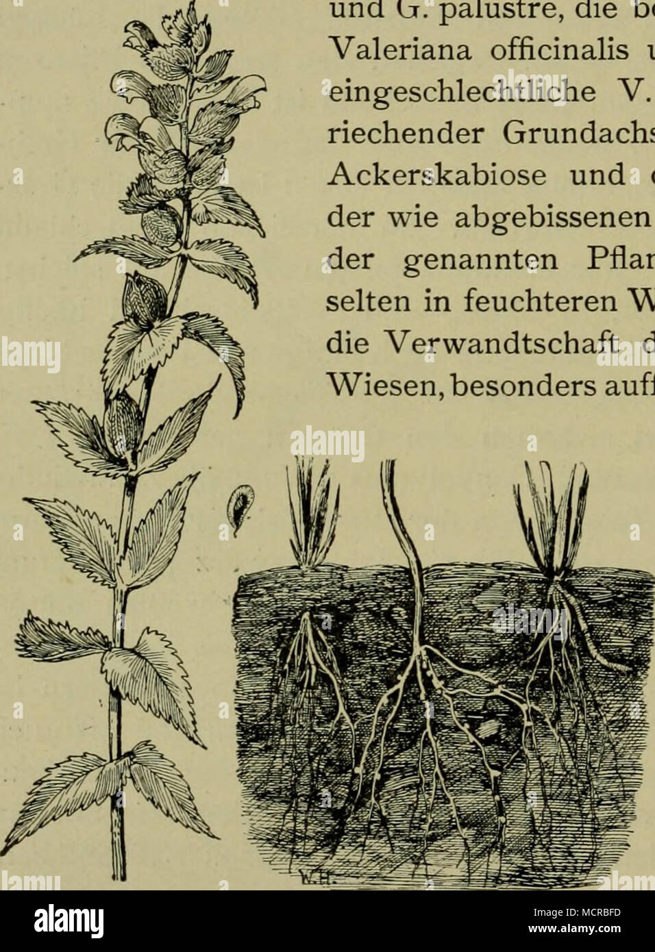 . Fig. 71. Alectorophus (Rhinanthus) major, Großer Klappertopf. Wurzeln ...