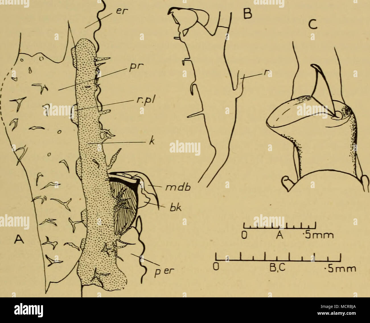 . 5mm Fig. 36. A. Klugella echinata (Kluge). St. TN316, McMurdo Sound ...