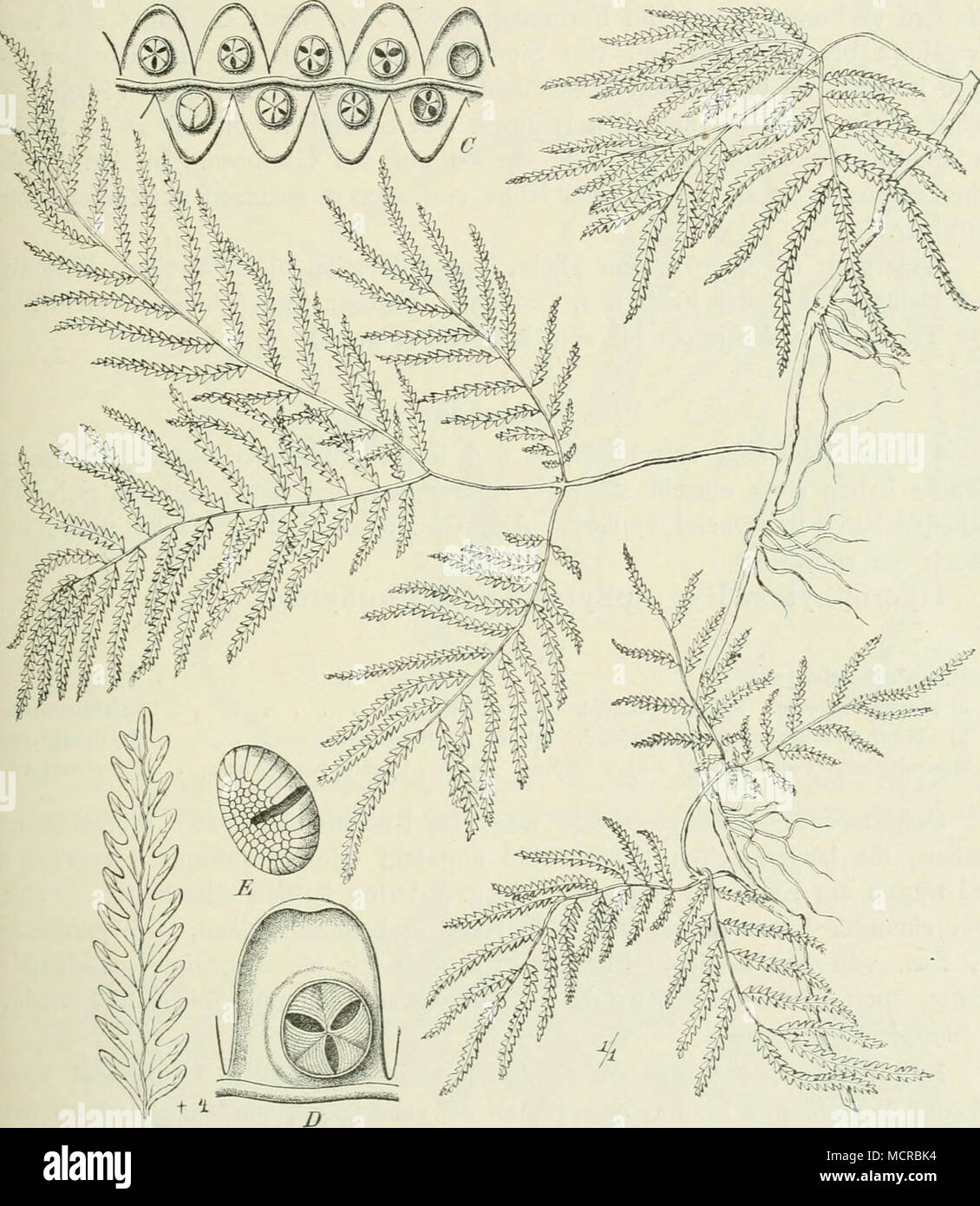 Gleichenia High Resolution Stock Photography and Images - Alamy