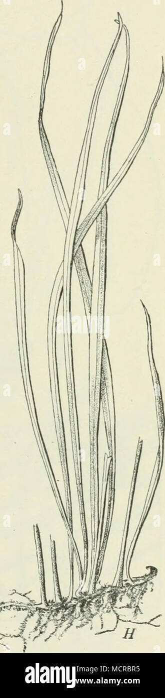 Vittaria hi-res stock photography and images - Alamy