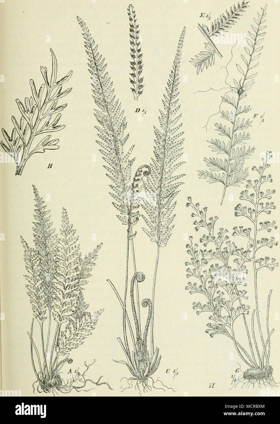 J g berg hi-res stock photography and images - Alamy