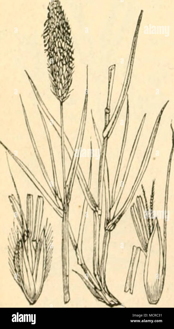 Wiesen lieschgras hi-res stock photography and images - Alamy