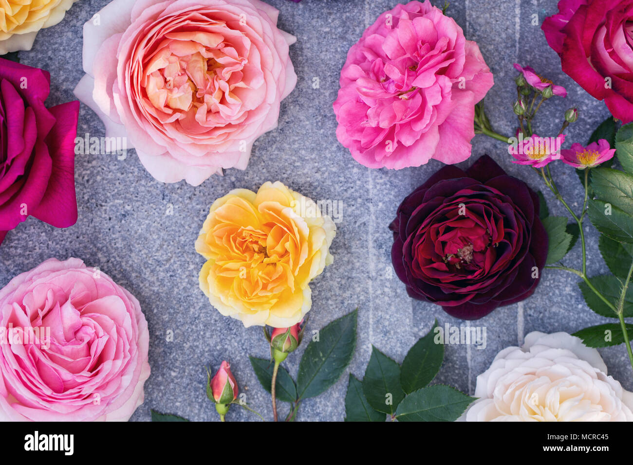 Gray and orange roses hi-res stock photography and images - Alamy