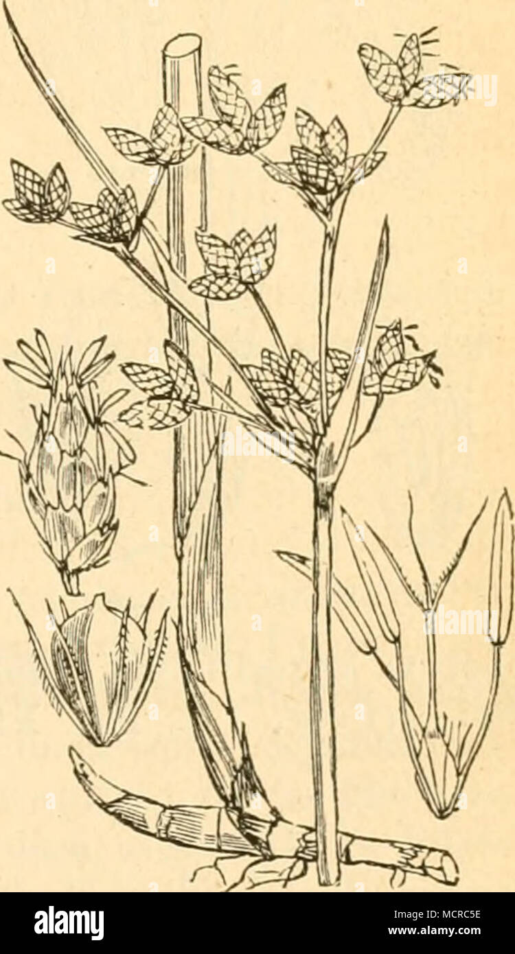 Scirpus lacustris hi-res stock photography and images - Alamy