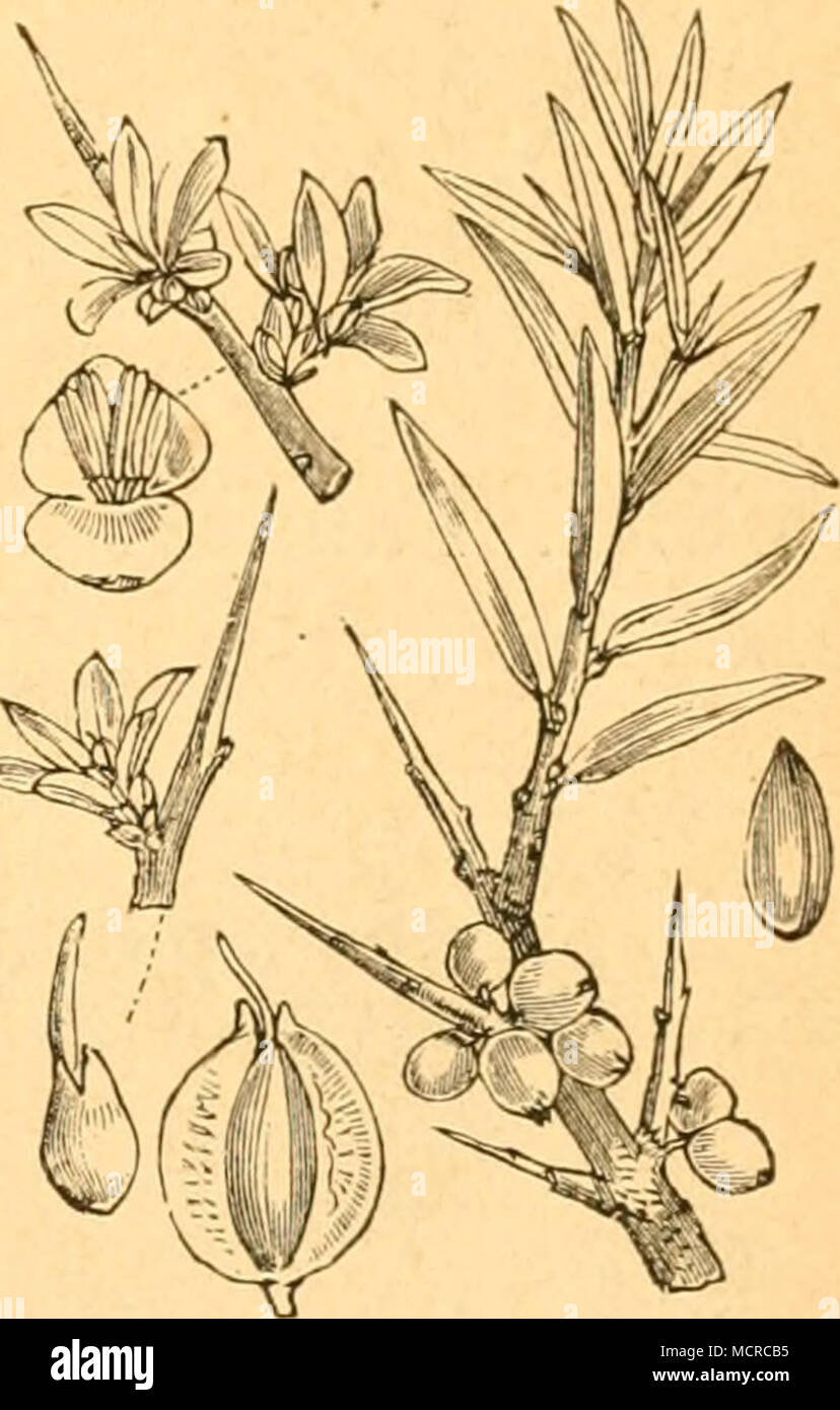 . Hippophae rhamnoides Stock Photo - Alamy