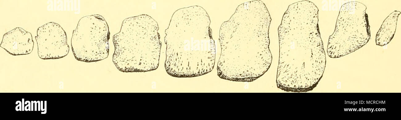 . Fig. 7. Chevrons. ( x .) Only one side of the first chevron is ...