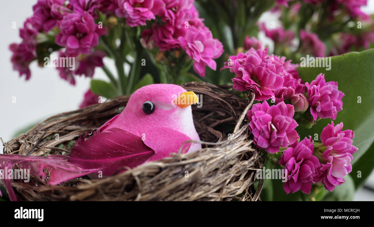 Pink bird in a nest on a flowering tree Stock Photo - Alamy