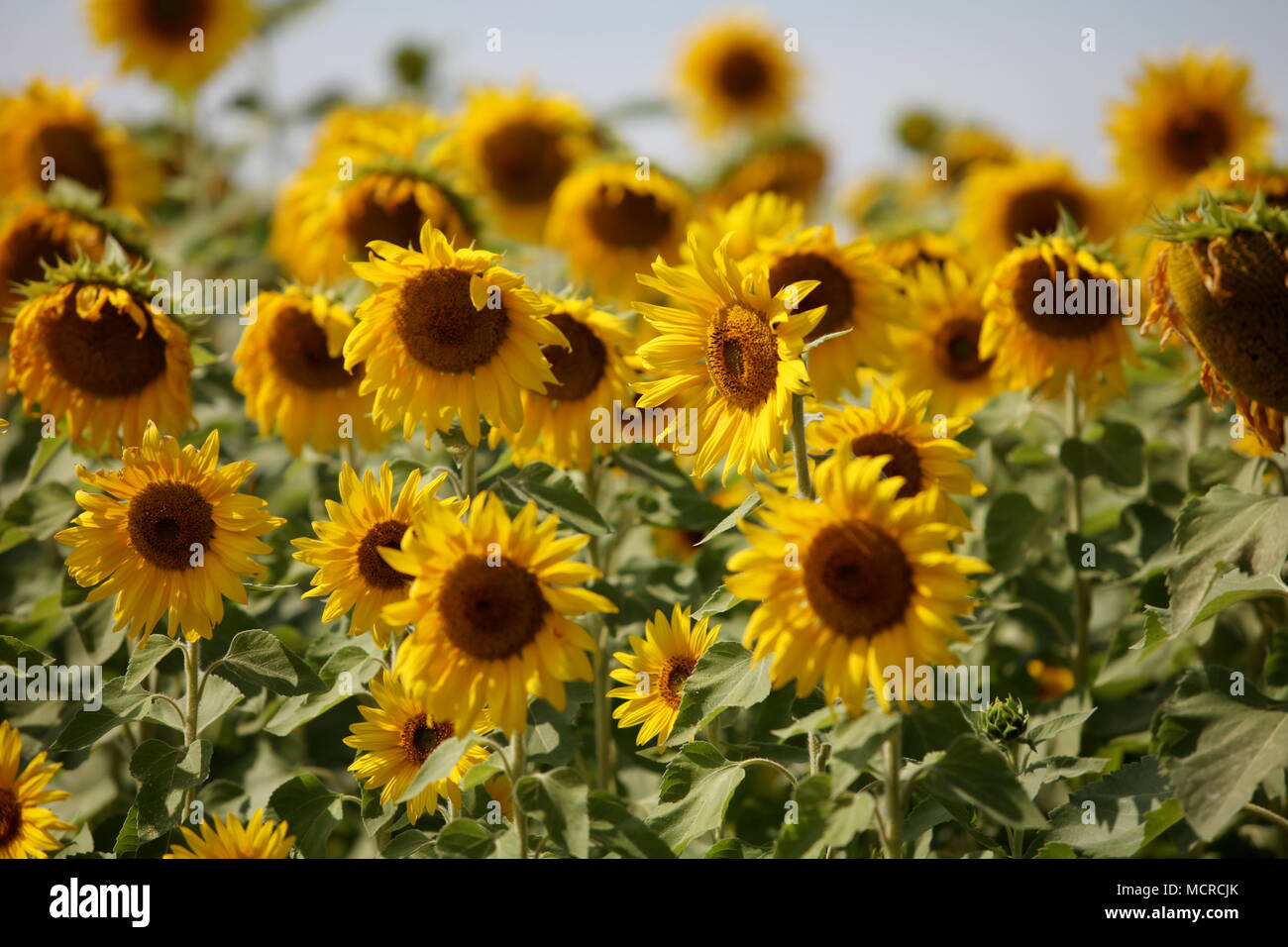 Field of sunflowers with focus on front sunflower Stock Photo - Alamy