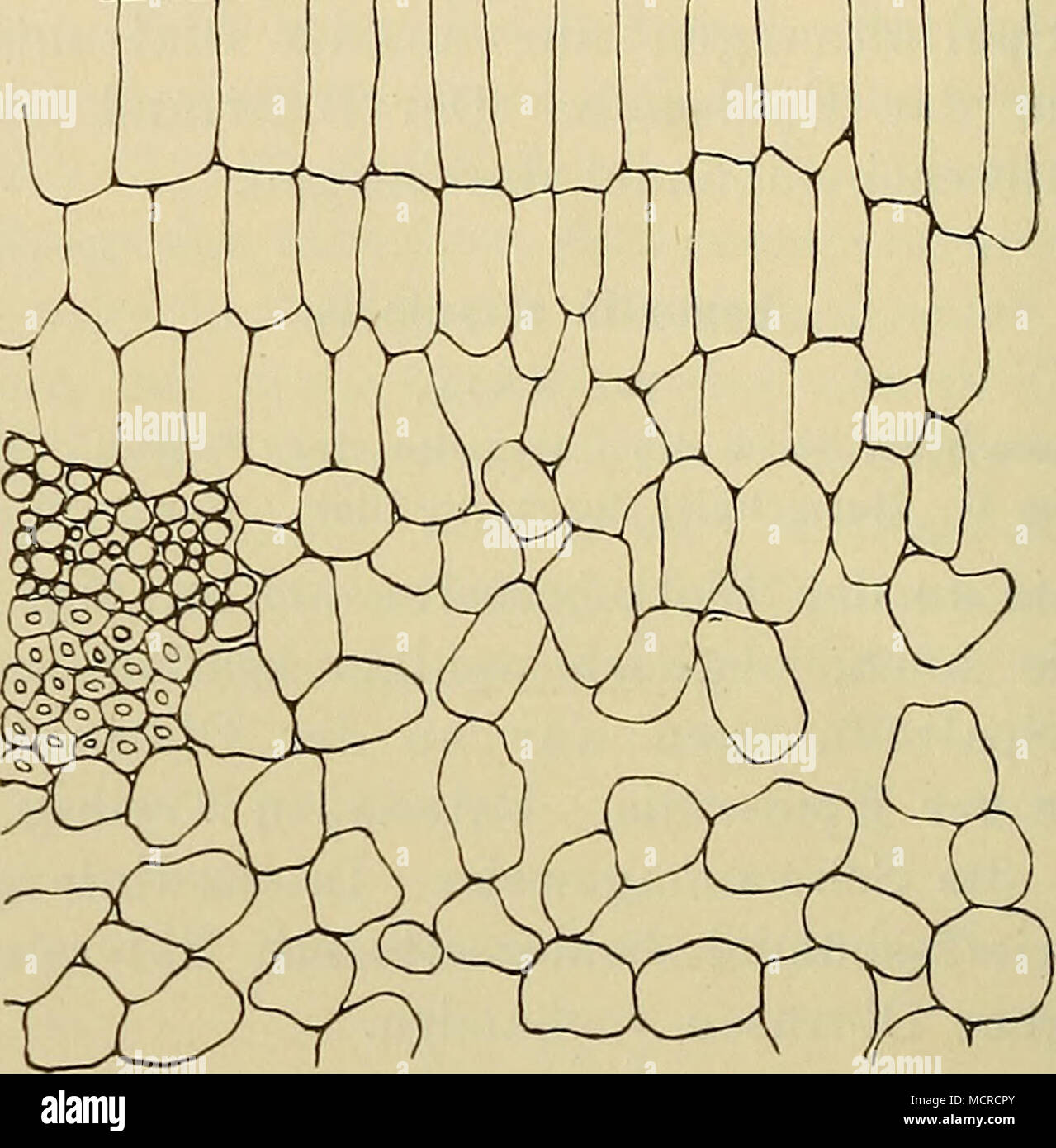 . Fis. 4 Stock Photo - Alamy