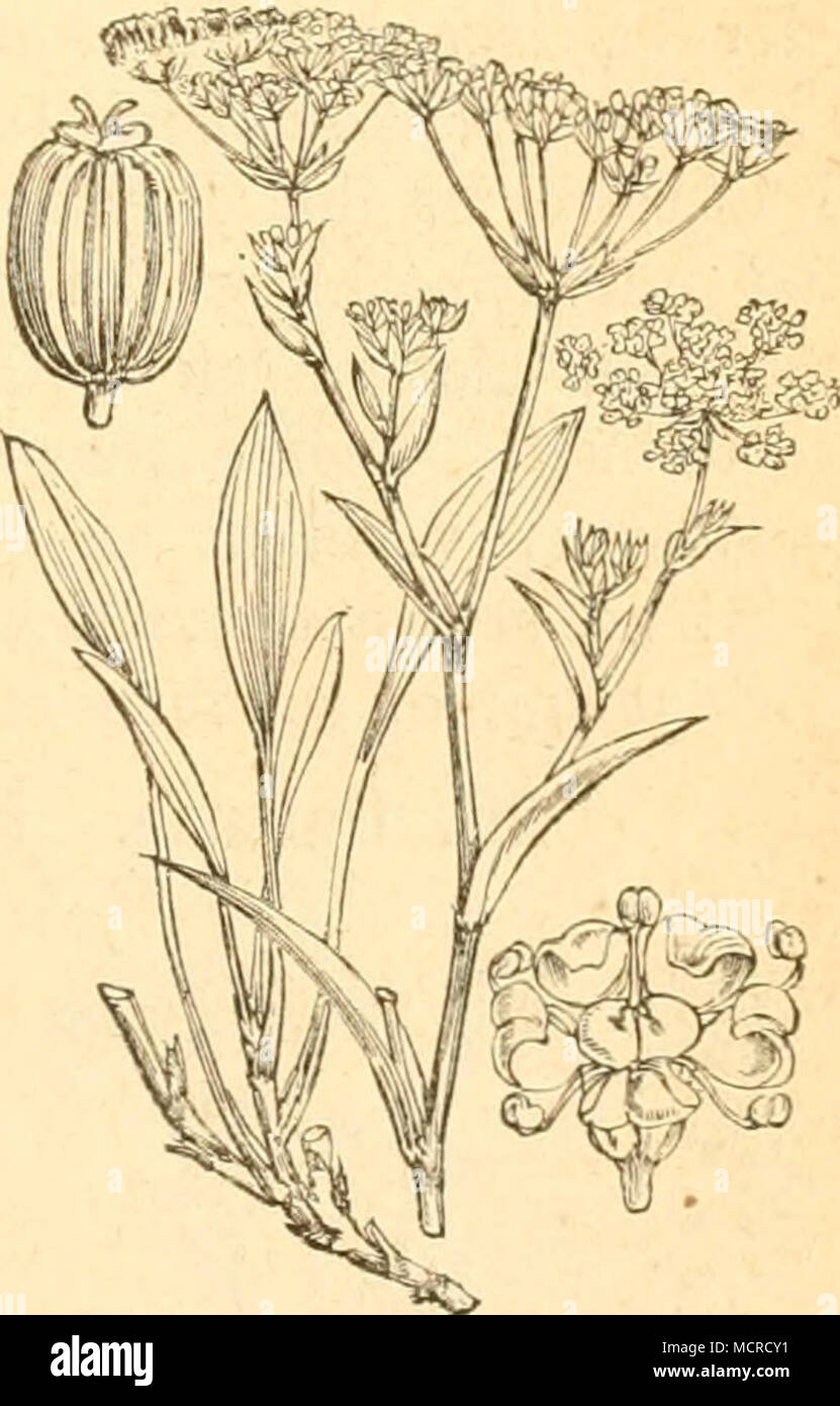 . Bupleurum falcatum Stock Photo - Alamy