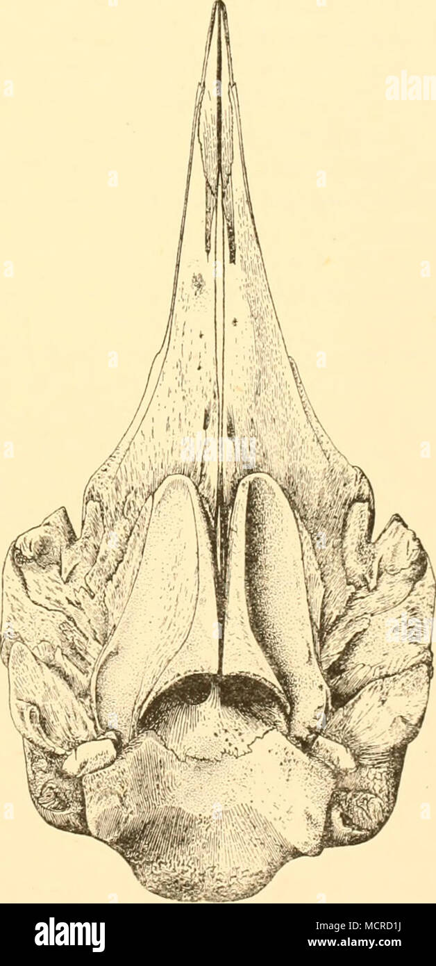 . Fig. 3. Ventral view of skull. ( X l Stock Photo - Alamy