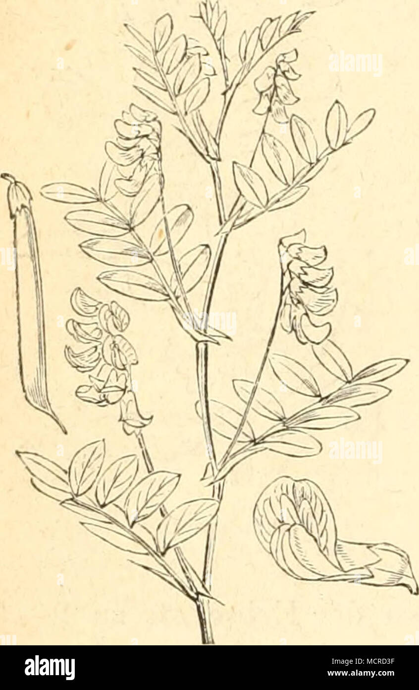 . Orobus uiger Stock Photo - Alamy