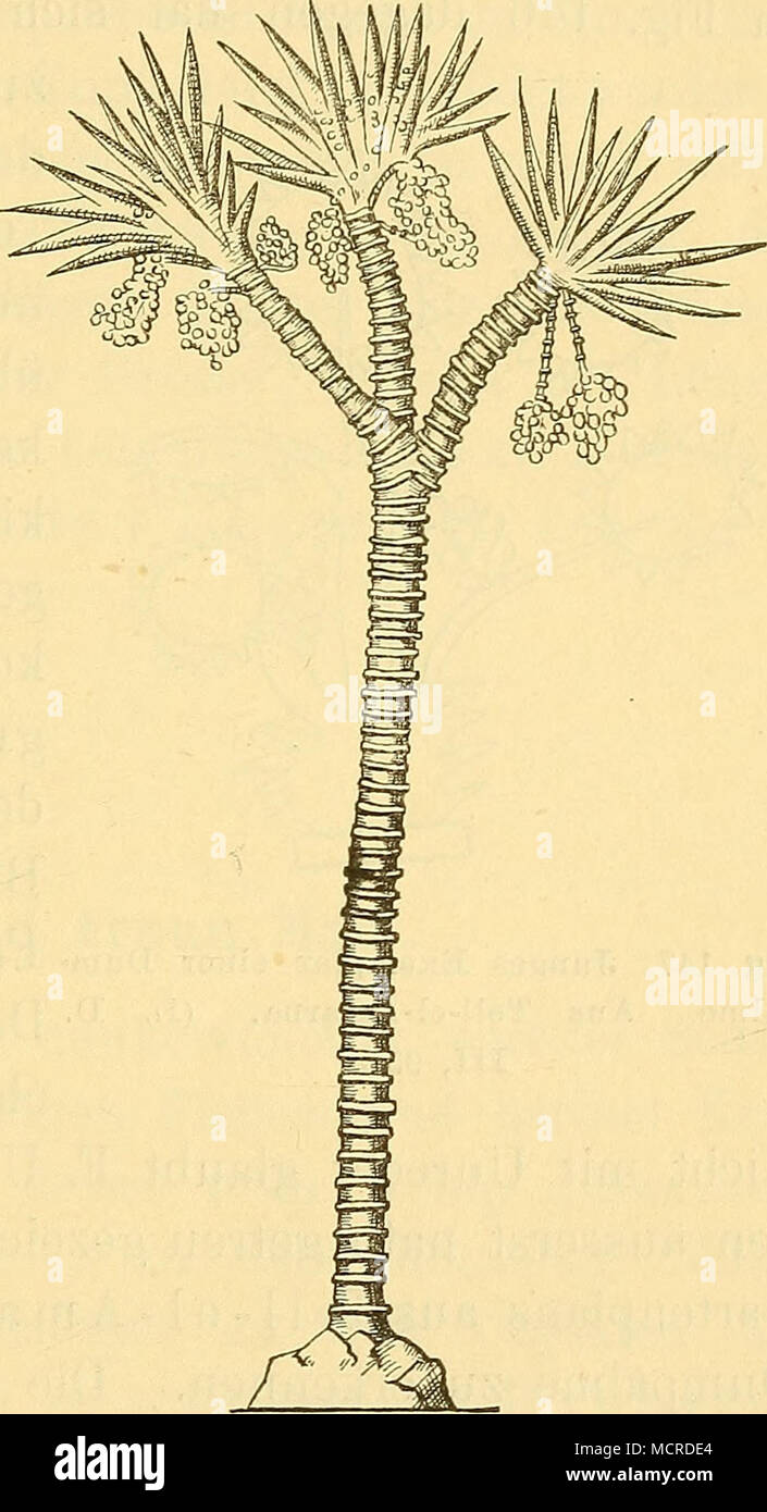 . 1) Theophrast I, 10. V, § 51. c. 2. § 5. Plinius XIII, 9, Strabon ...