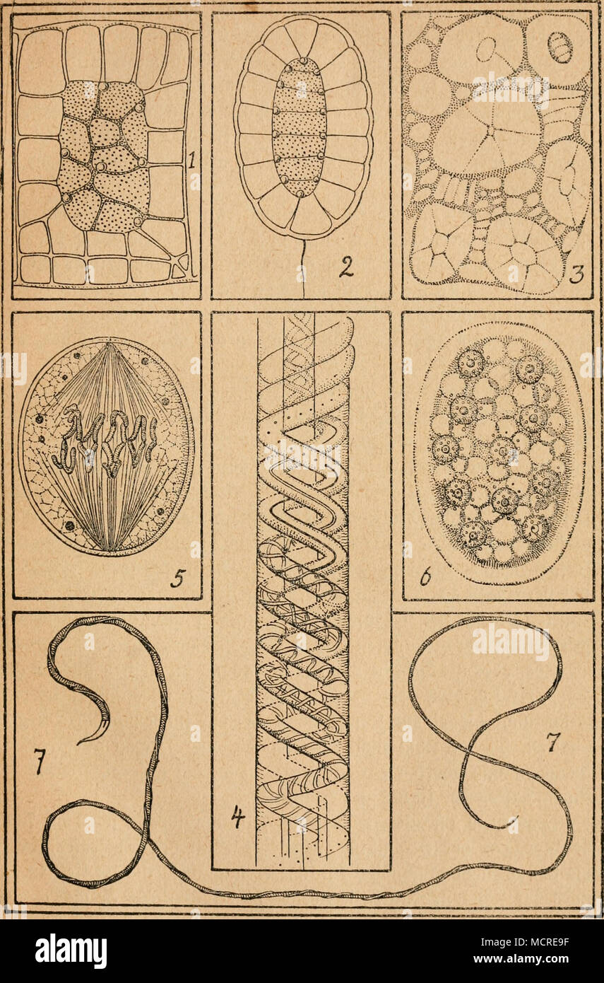 Protoplasma hi-res stock photography and images - Alamy