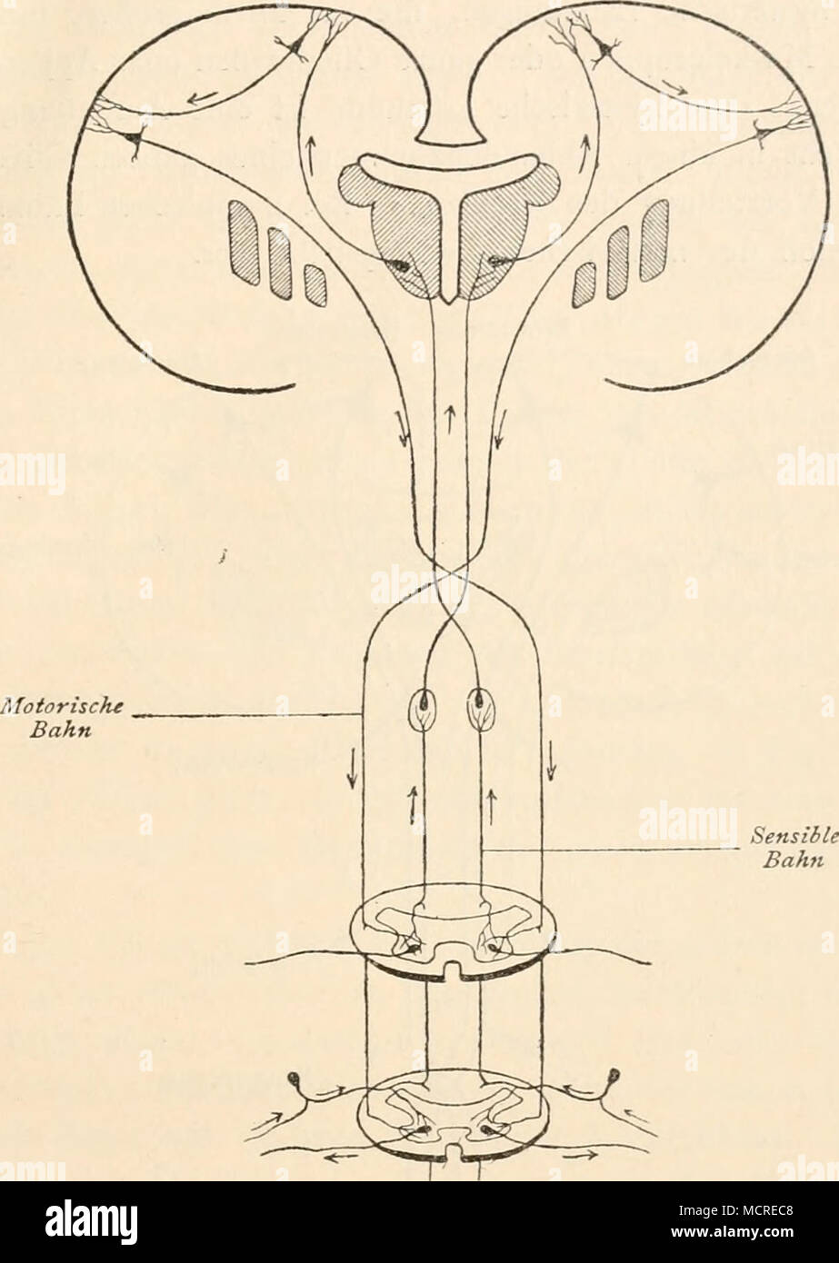 Lahmungserscheinungen hi-res stock photography and images - Alamy