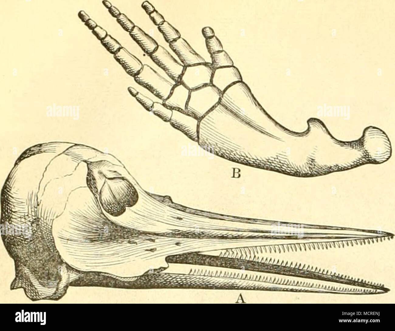 F Nnge High Resolution Stock Photography and Images - Alamy