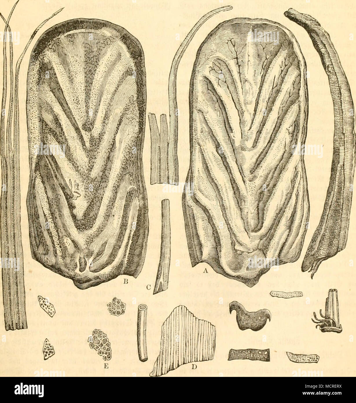 Iatt hi-res stock photography and images - Alamy