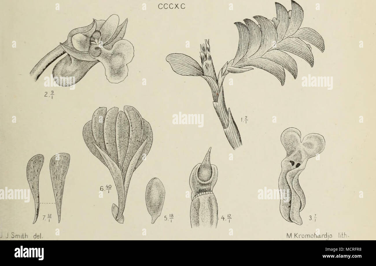 . ccclxxxix. Podoehilus gracilis Lndl. cccxc. Appendicula torta Bl ...