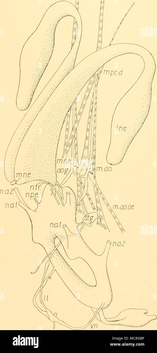 . Fig. 16. Oblique view of nervous system and ganglia of nauplius eye ...